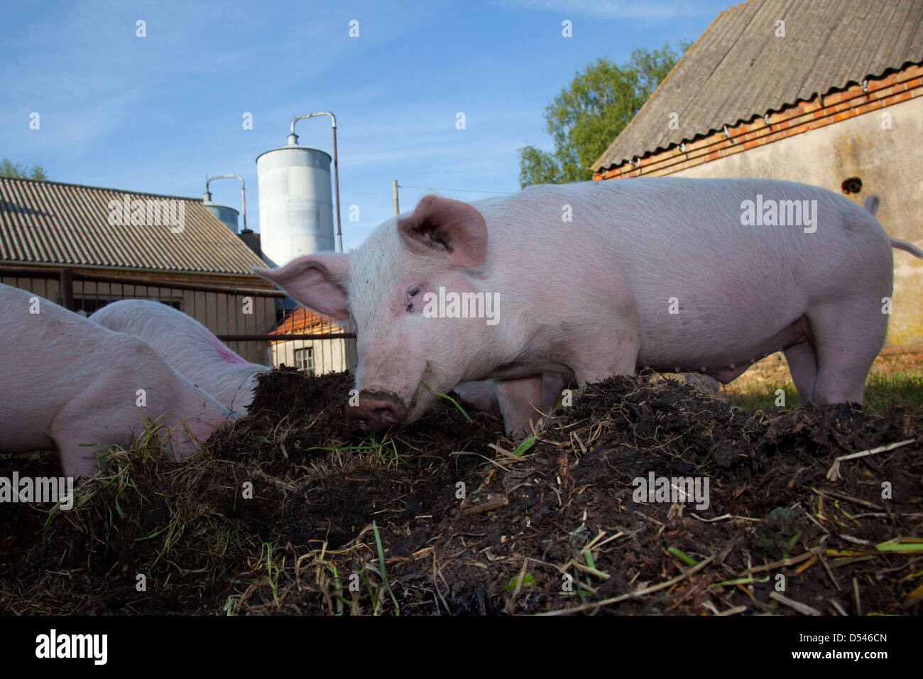Brandenburg / Havel, Germany, pigs in a meadow Stock Photo - Alamy