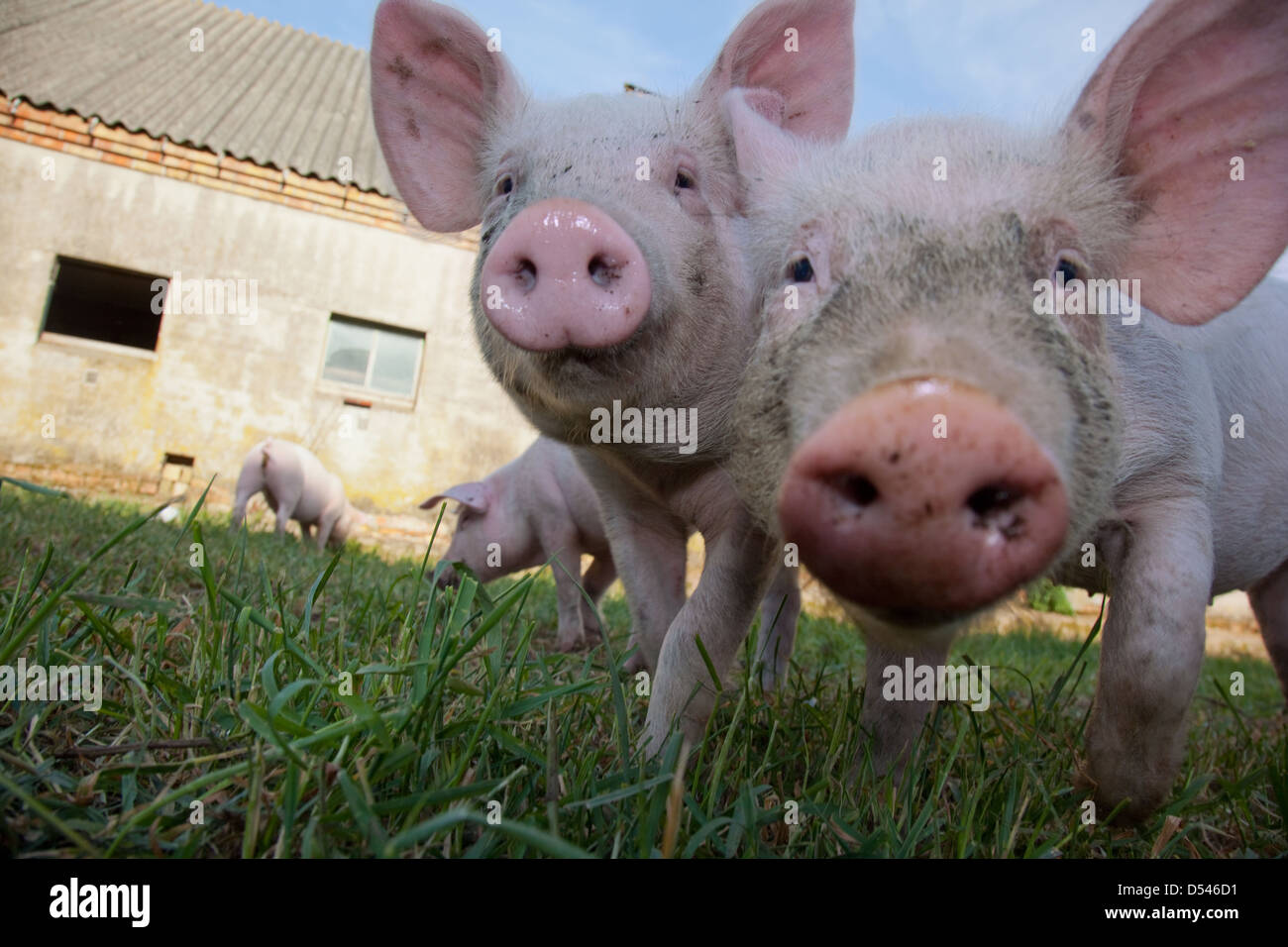 Brandenburg havel germany pigs in hi-res stock photography and images ...
