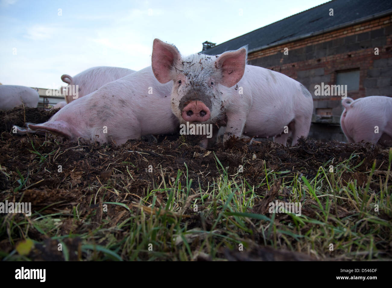 German lucky pig hi-res stock photography and images - Alamy