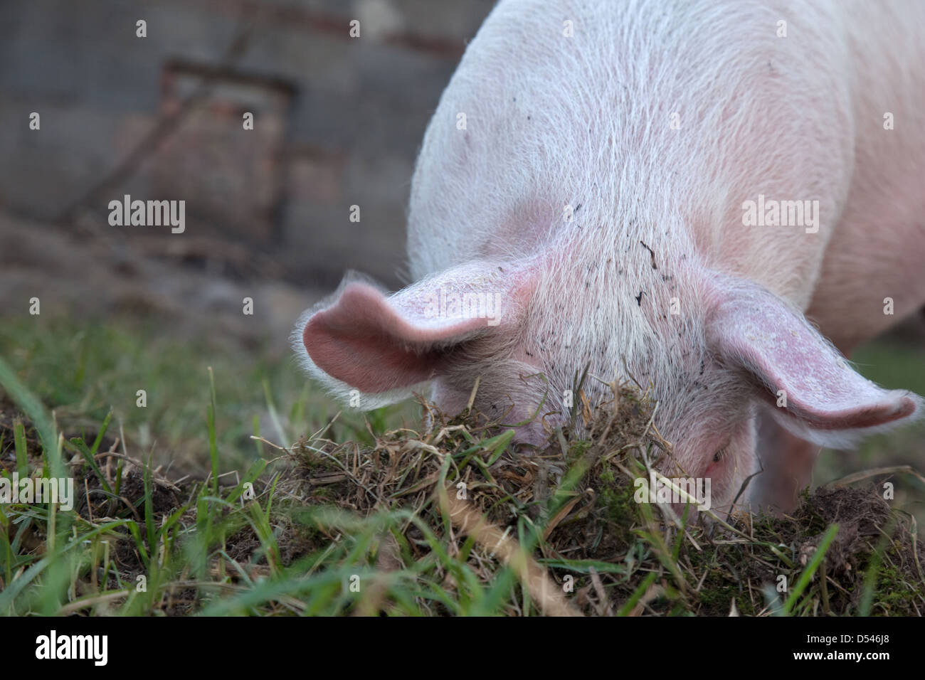 Brandenburg / Havel, Germany, a pig digging in the earth Stock Photo ...