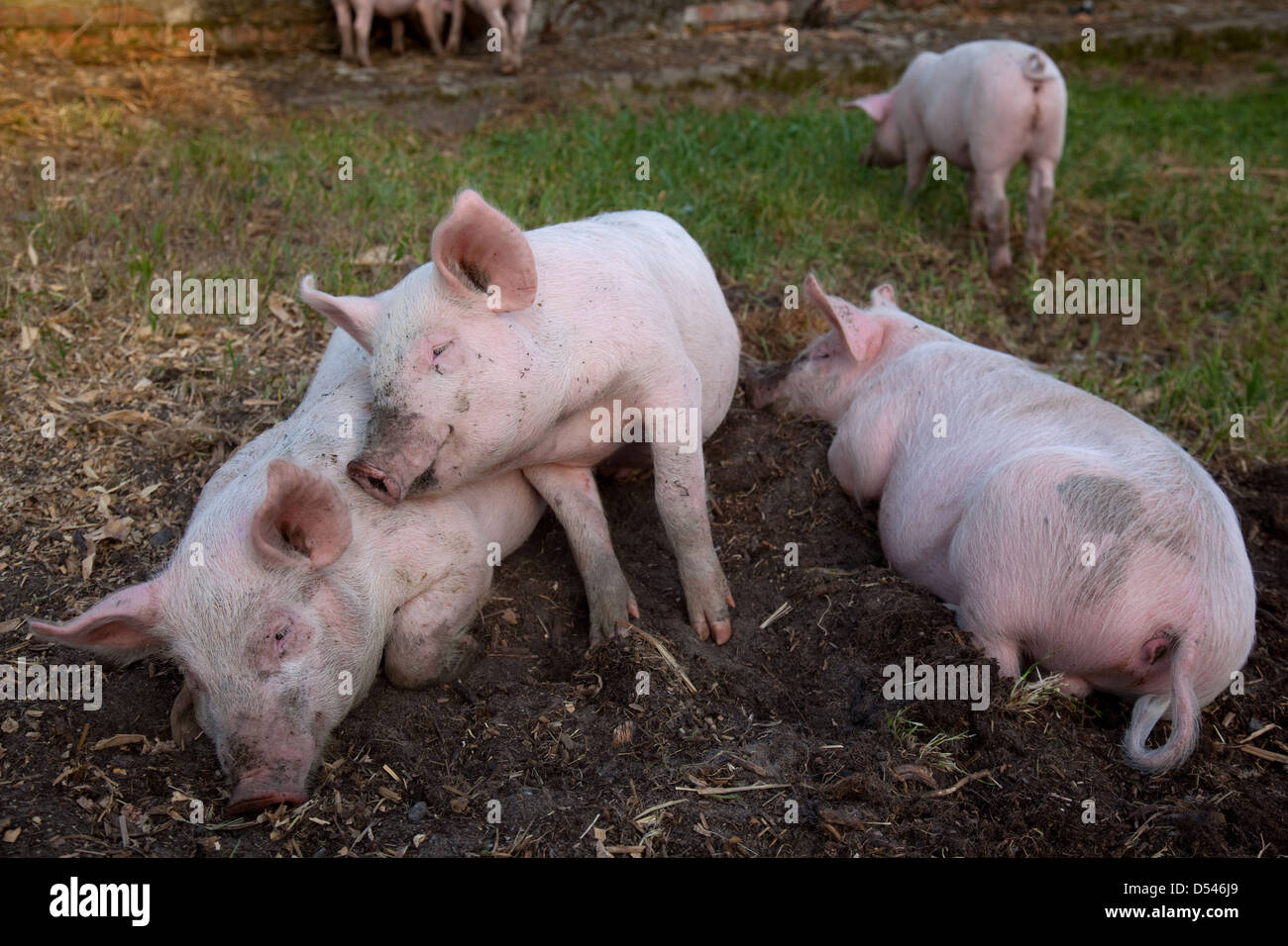 German lucky pig hi-res stock photography and images - Alamy