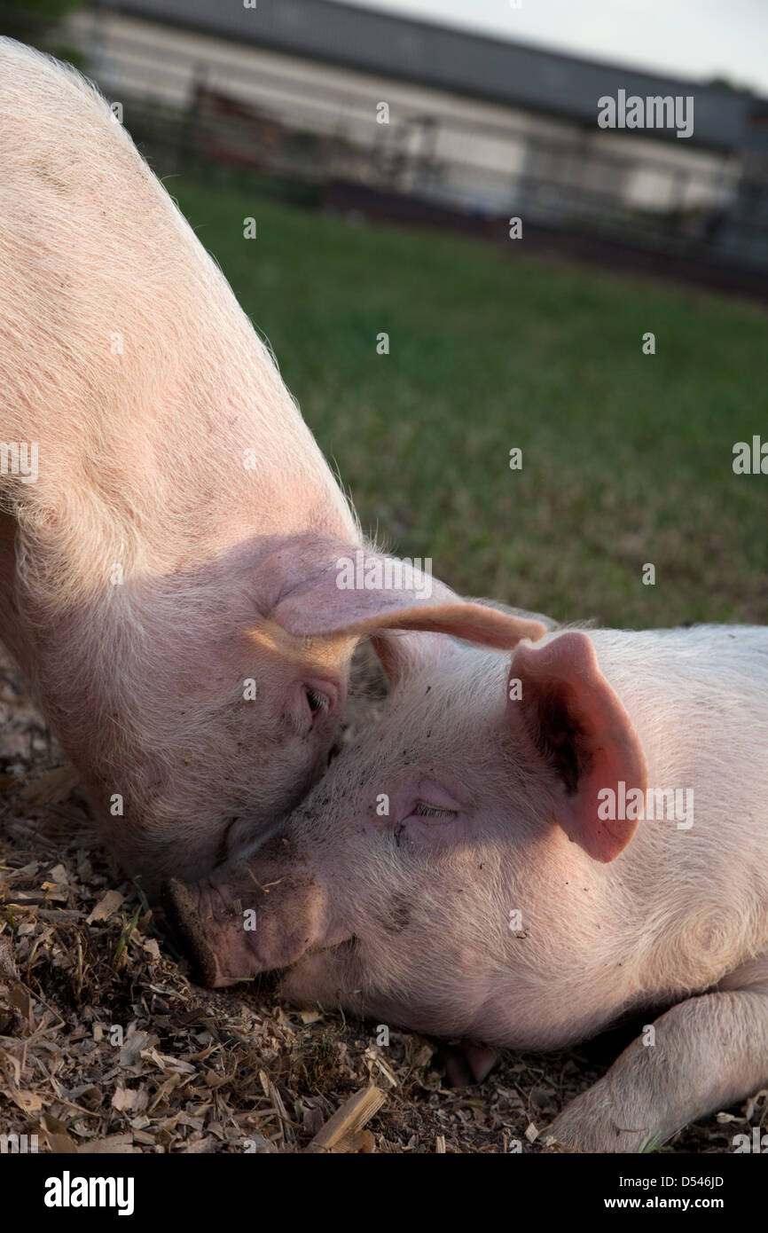 Brandenburg / Havel, Germany, pigs in a meadow Stock Photo - Alamy