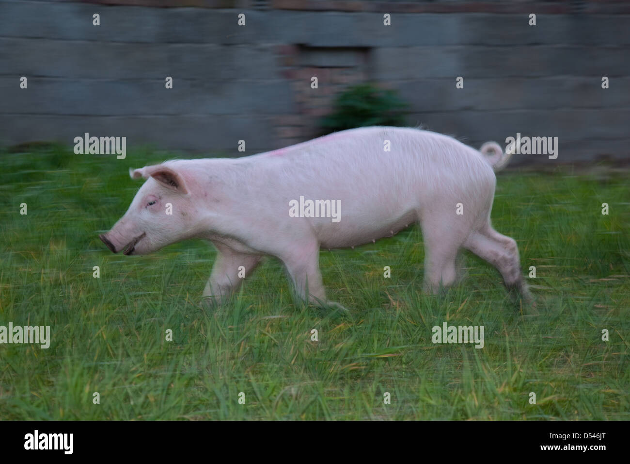 Pigs running free hi-res stock photography and images - Alamy