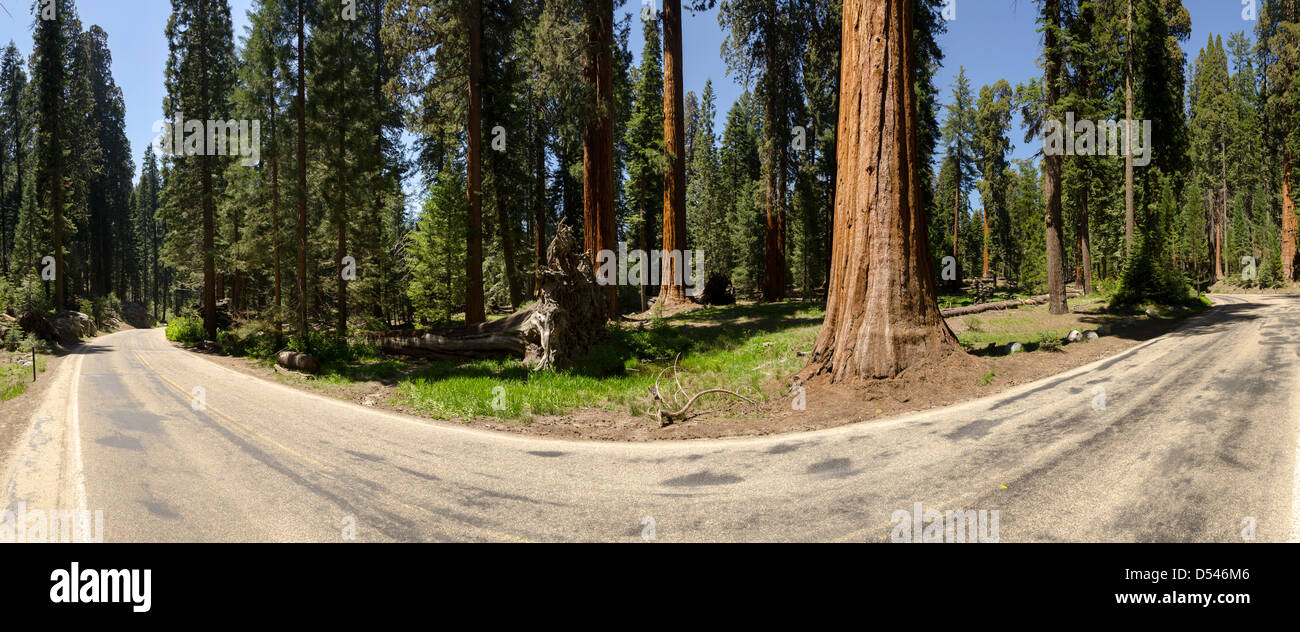 overview of a road with fallen sequoia in Sequoia National Park in ...