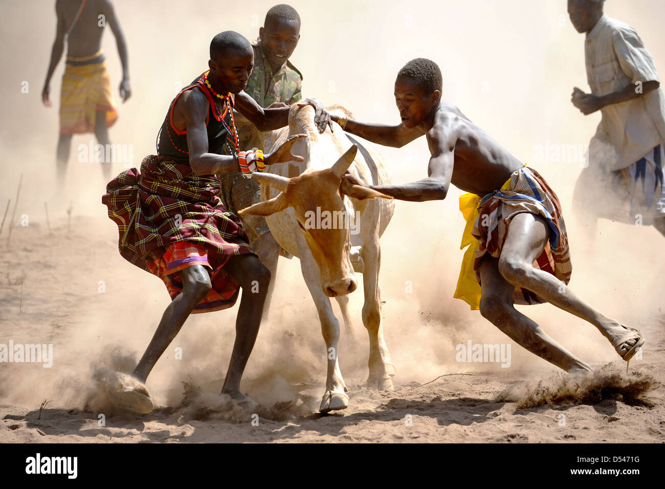 Subdue africa cattle hi-res stock photography and images - Alamy