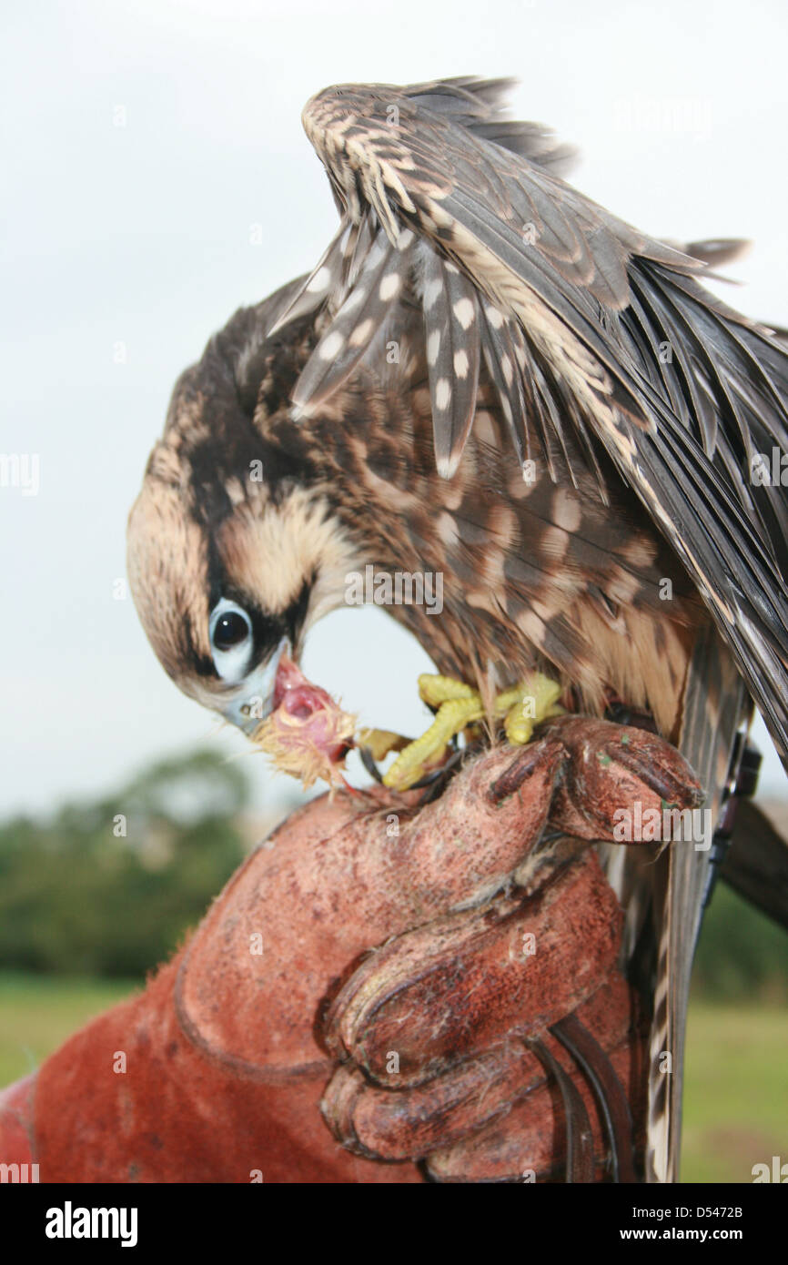 Falcon handler hi-res stock photography and images - Alamy
