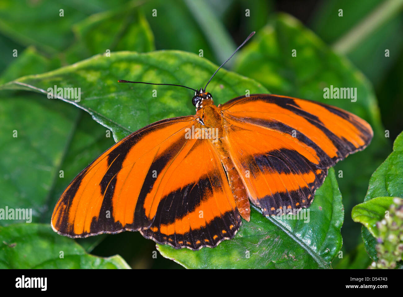 A Banded Orange butterfly at rest Stock Photo - Alamy