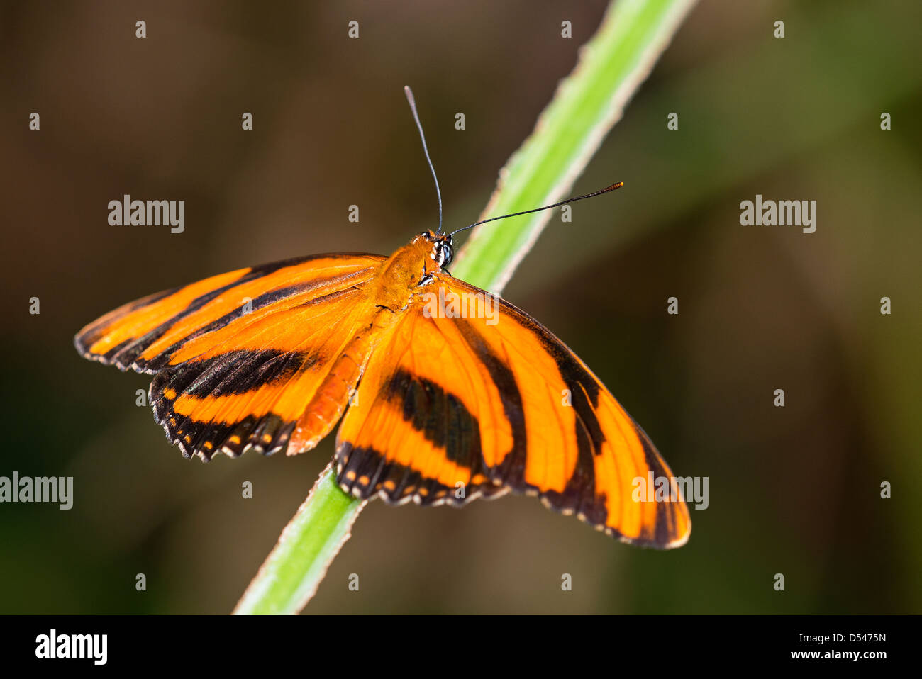 A Banded Orange butterfly at rest Stock Photo - Alamy