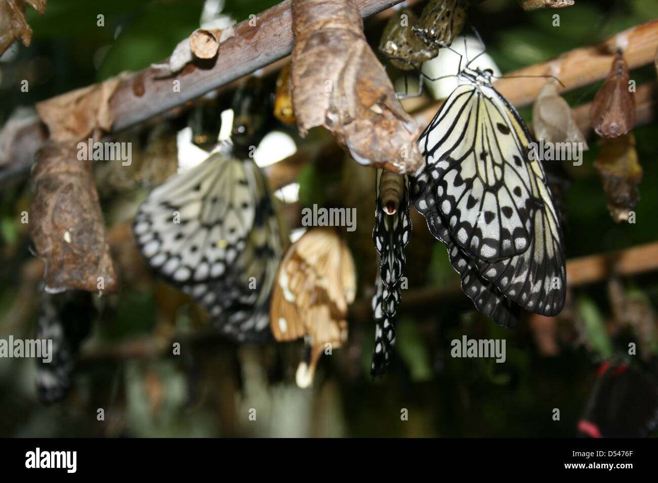 Great tree nymph butterflies hi-res stock photography and images - Alamy