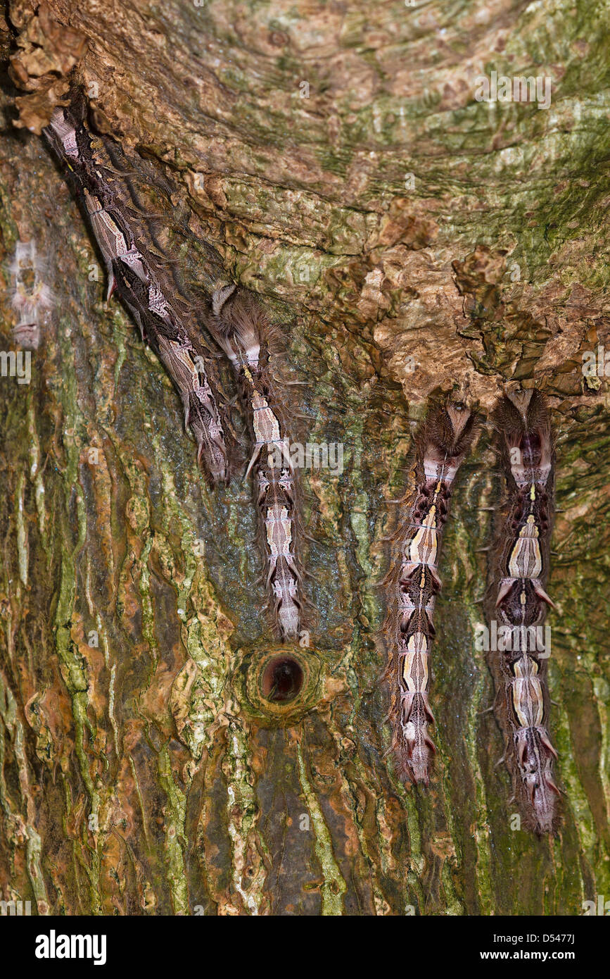 Larvae of the Blue Morpho butterfly on the trunk of a tree Stock Photo ...