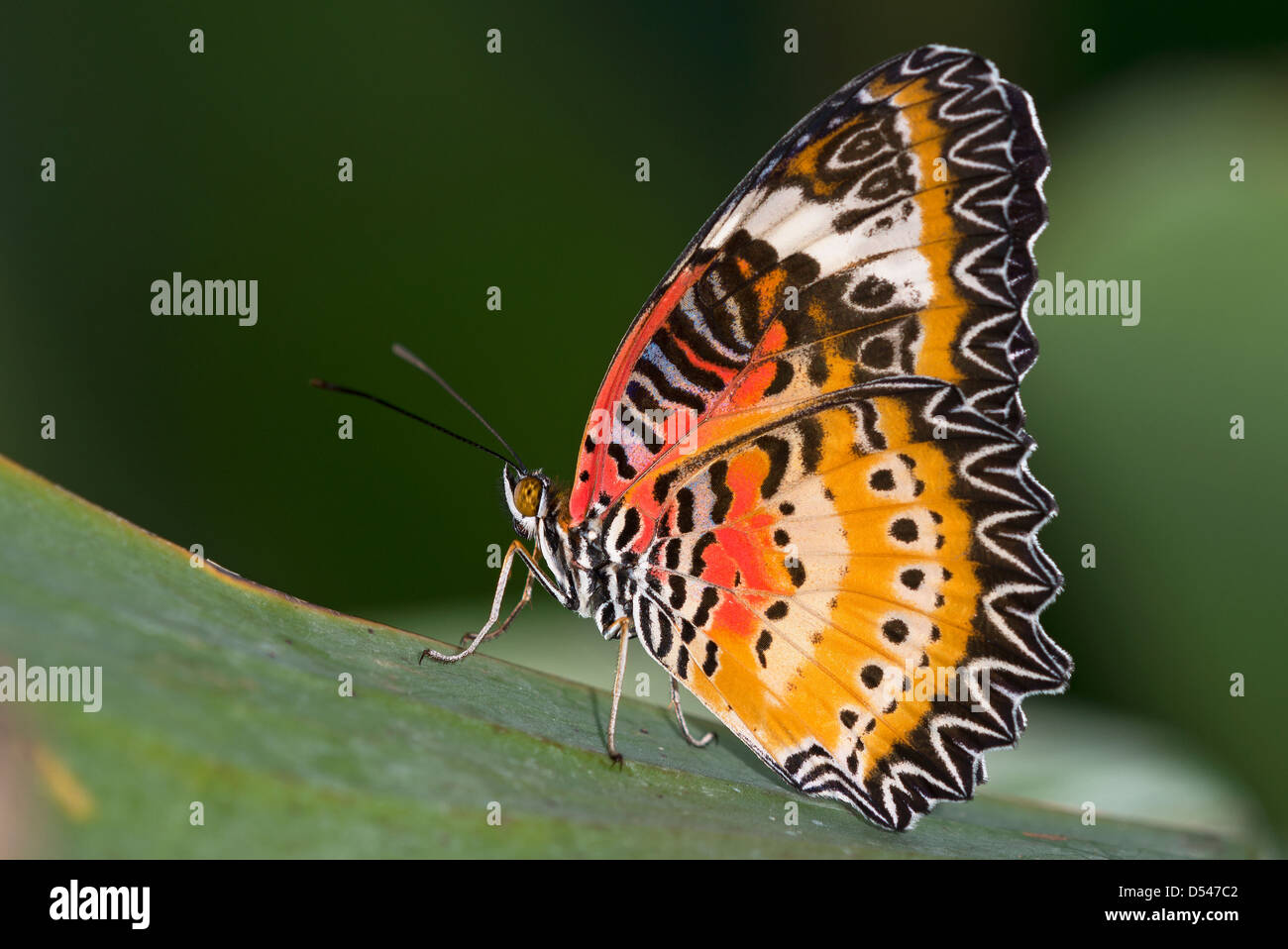 An adult Red Lacewing butterfly at rest Stock Photo - Alamy