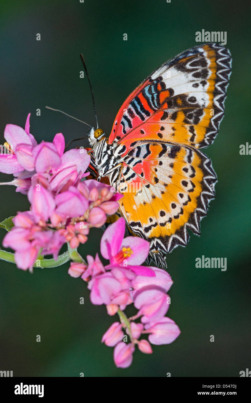 Red lacewing butterfly hi-res stock photography and images - Alamy