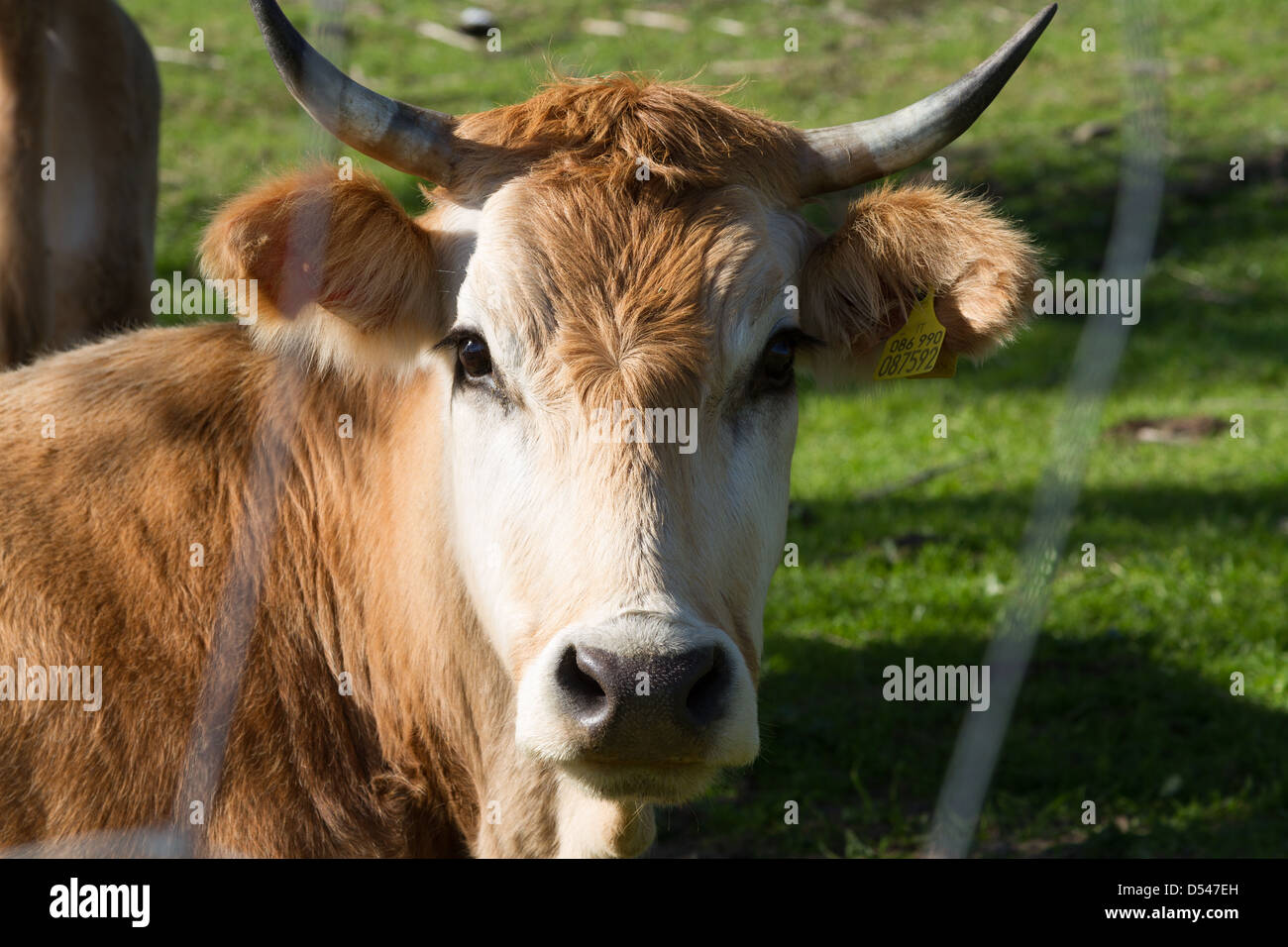 cow resting on green grass Stock Photo - Alamy