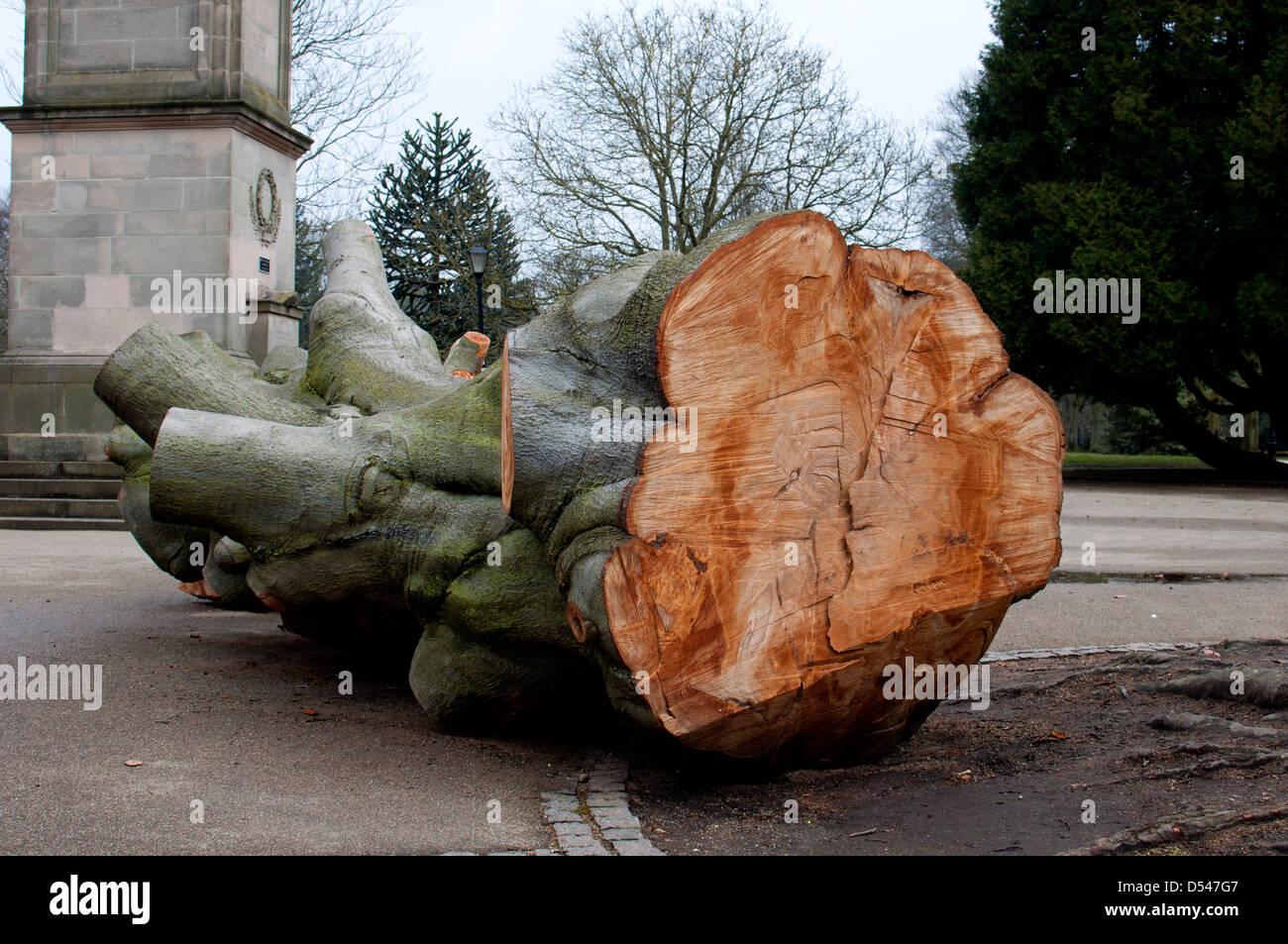 Felled large Beech tree, Jephson Gardens, Leamington Spa, UK Stock ...