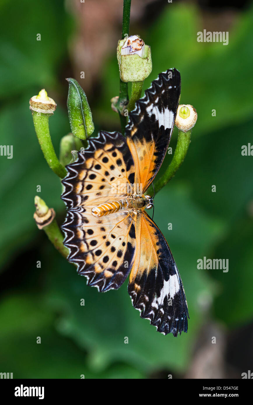 Cethosia biblis lacewing butterfly hi-res stock photography and images ...