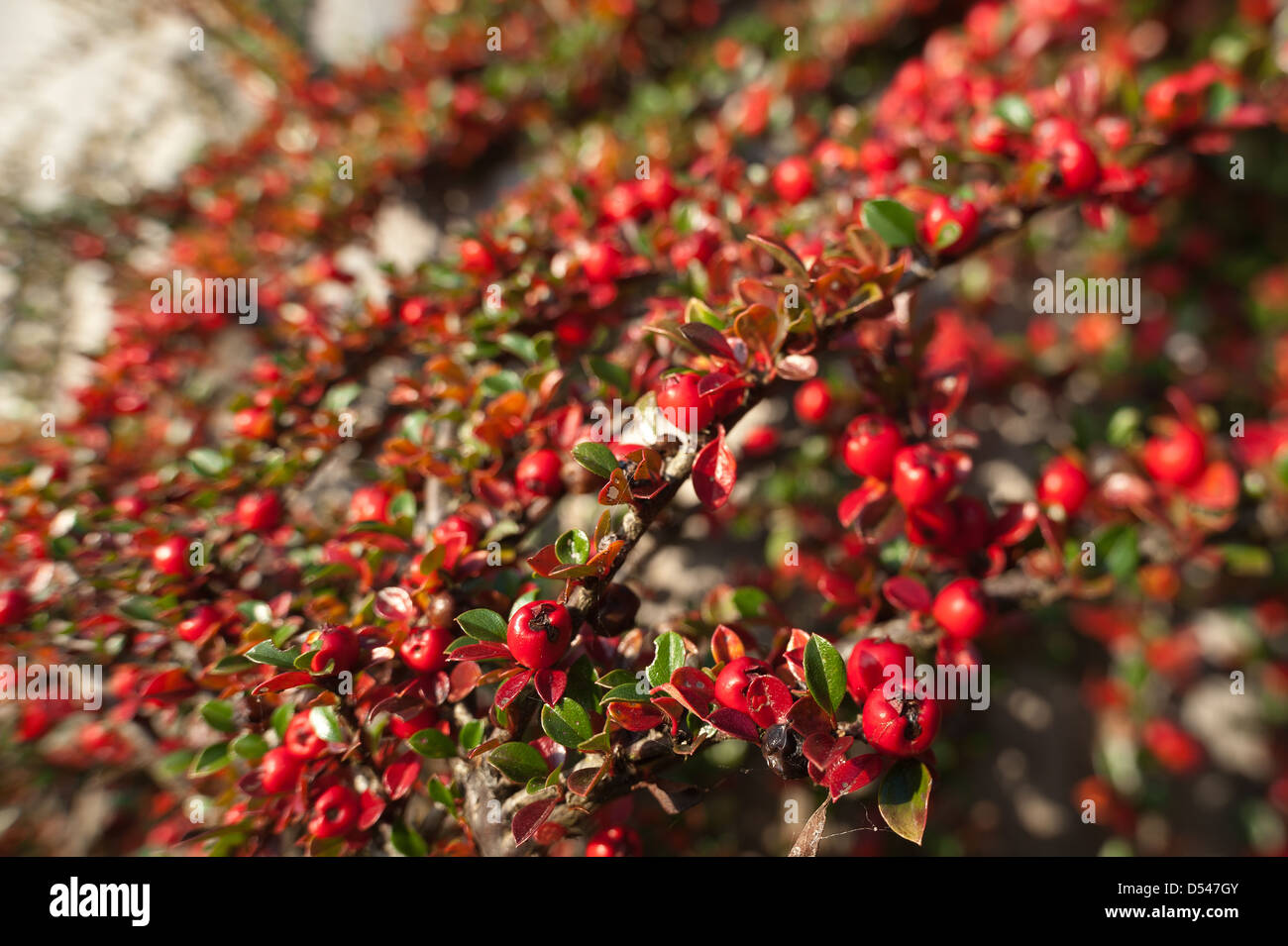 Abundant line lines of red berries cottoneaster shrub a great food ...