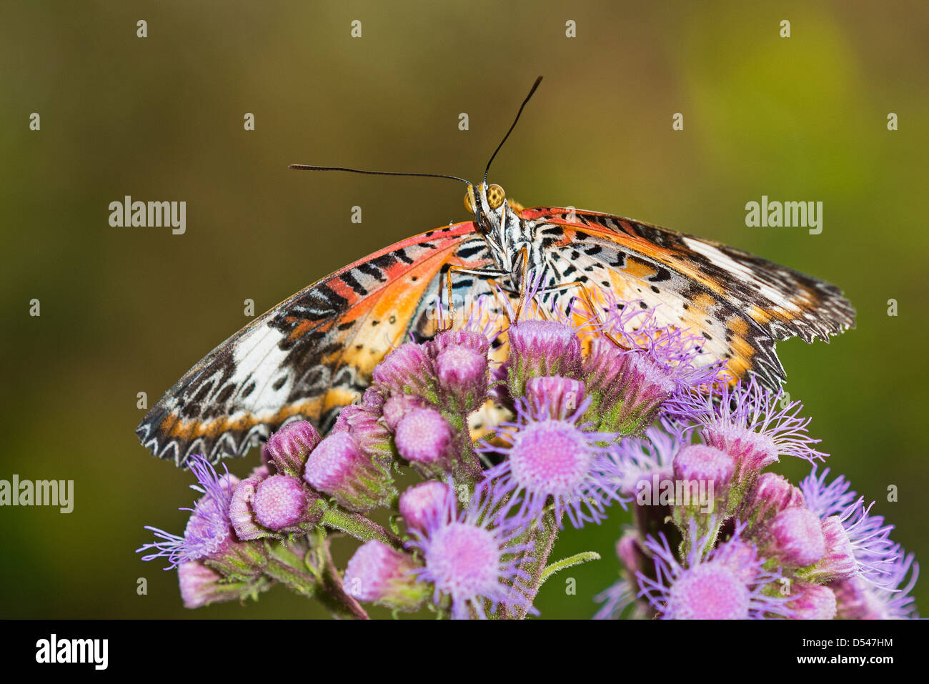 An adult Red Lacewing butterfly feeding Stock Photo - Alamy