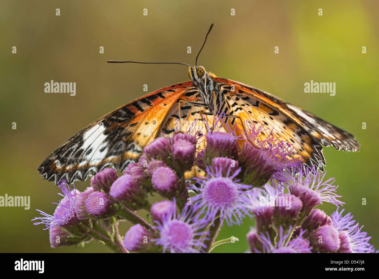 Cethosia biblis lacewing red hi-res stock photography and images - Alamy