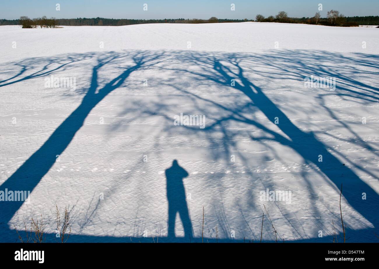 Long shadows of trees and the photographer are seen on a snow-covered ...