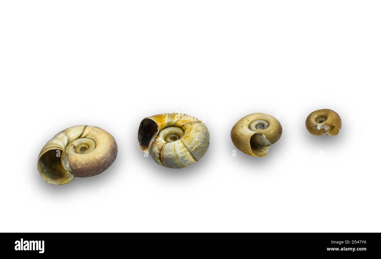 Isolated Row of Ramshorn Snails with Different Sizes Stock Photo - Alamy