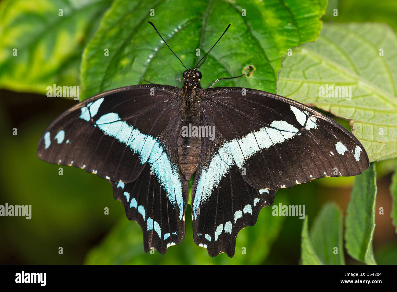 Green banded swallowtail hi-res stock photography and images - Alamy