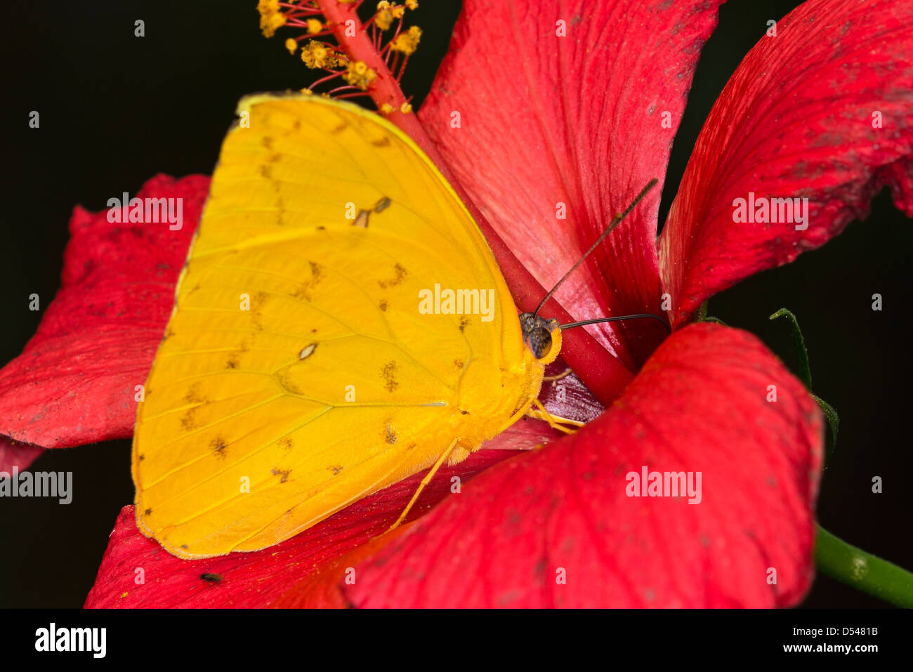 An adult Common Grass Yellow butterfly feeding Stock Photo - Alamy