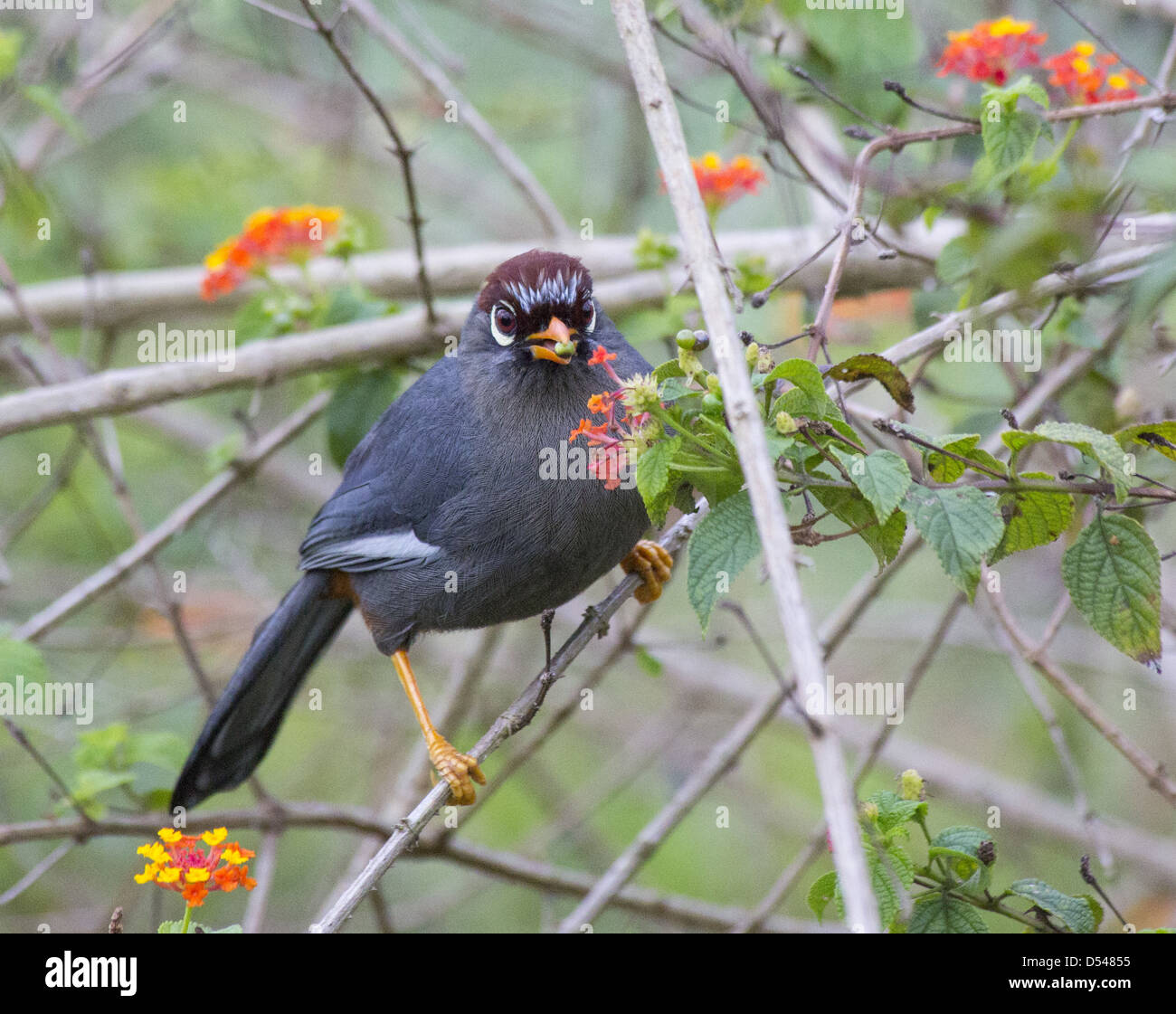 Chestnut-capped Laughingthrush (Garrulax mitratus) feeding on lantana ...