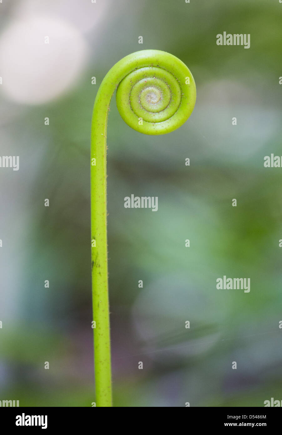 Coiled new frond growth (fiddlehead) on a terrestrial rainforest fern ...