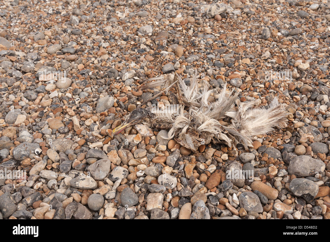 Dead common gull skeleton washed ashore blending in and merging with ...