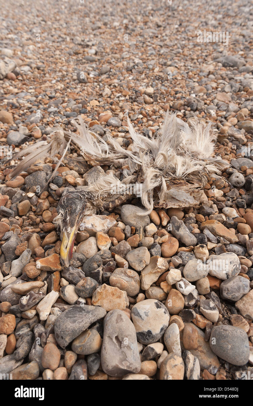 Dead common gull skeleton washed ashore blending in and merging with ...