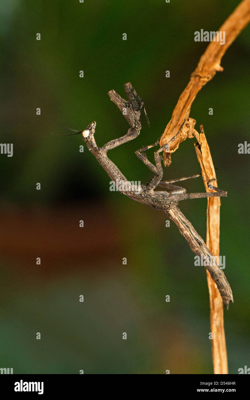 An African twig mantis displaying its form of camouflage Stock Photo ...