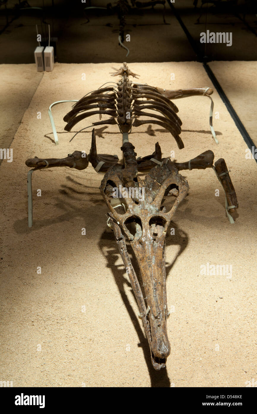 Dinosaur fossil mongolia hi-res stock photography and images - Alamy