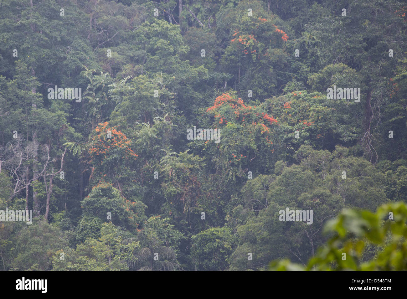 Orange flowers on a climbing plant growing in the canopy of a tropical ...