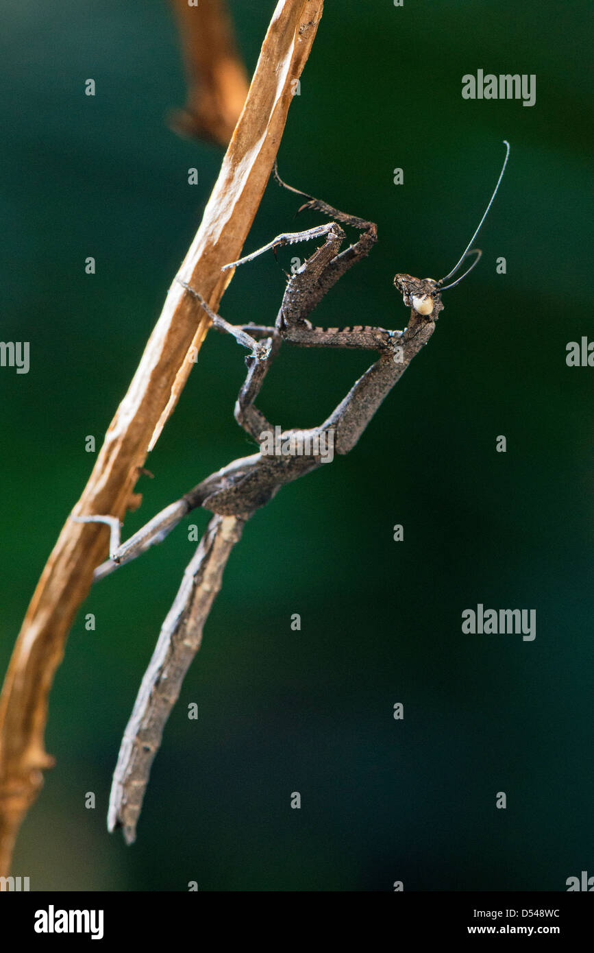 An African twig mantis displaying its form of camouflage Stock Photo ...