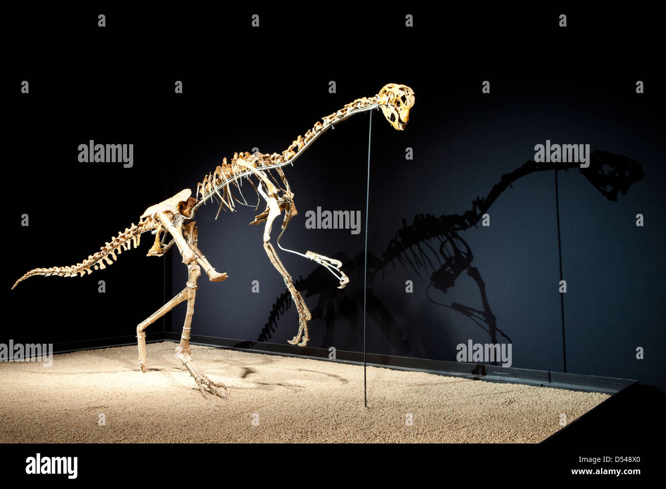 Oviraptor hi-res stock photography and images - Alamy