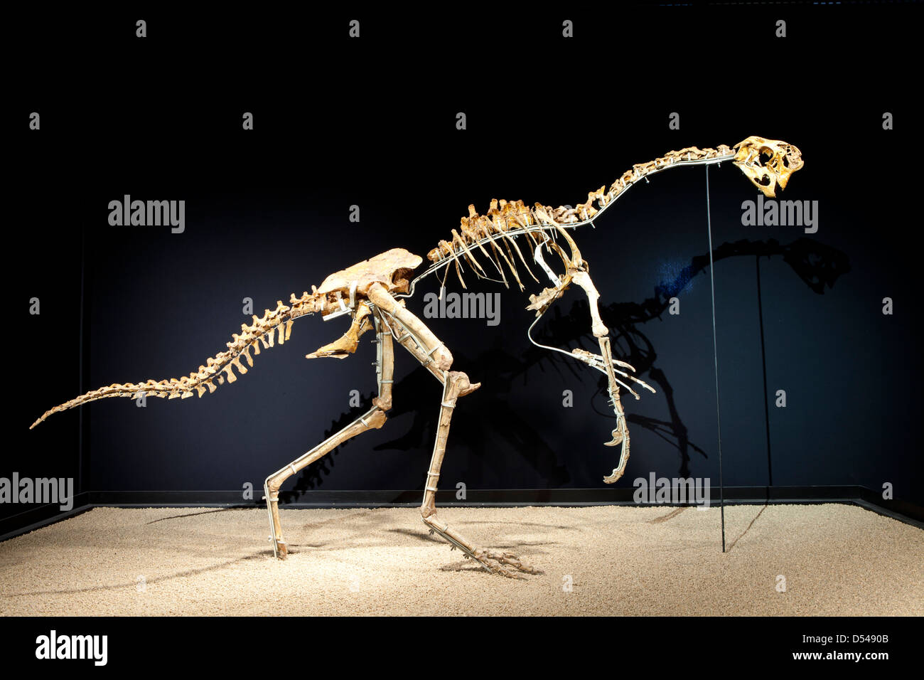 Oviraptor fossil mongolia hi-res stock photography and images - Alamy
