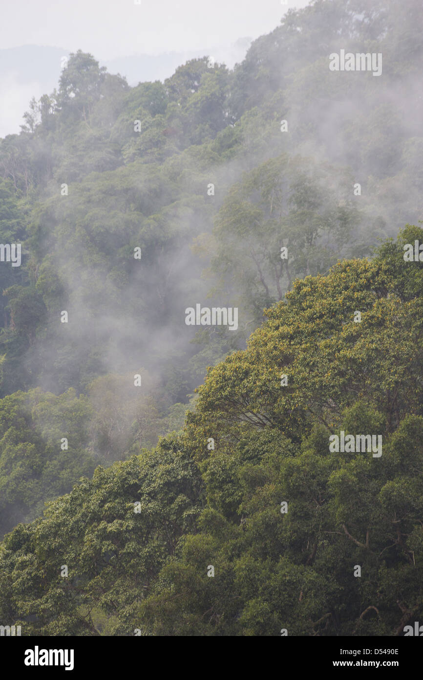 Malaysia rainforest jungle lush hi-res stock photography and images - Alamy