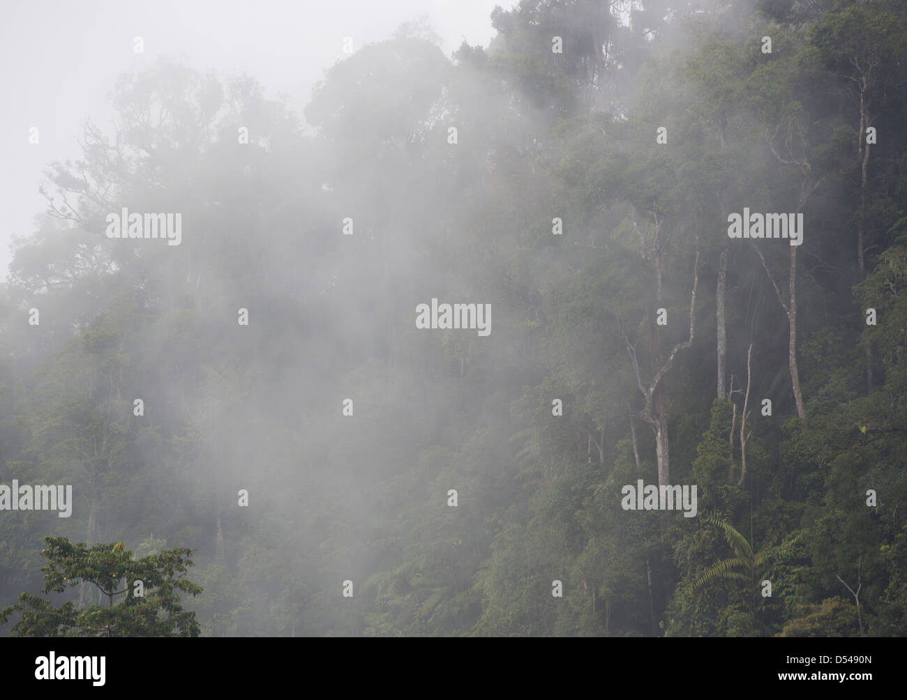 Trees shrouded in mist hi-res stock photography and images - Alamy