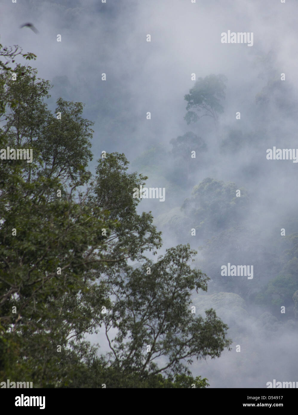 Mist evaporating from a cloud forest in the rainforest covered ...