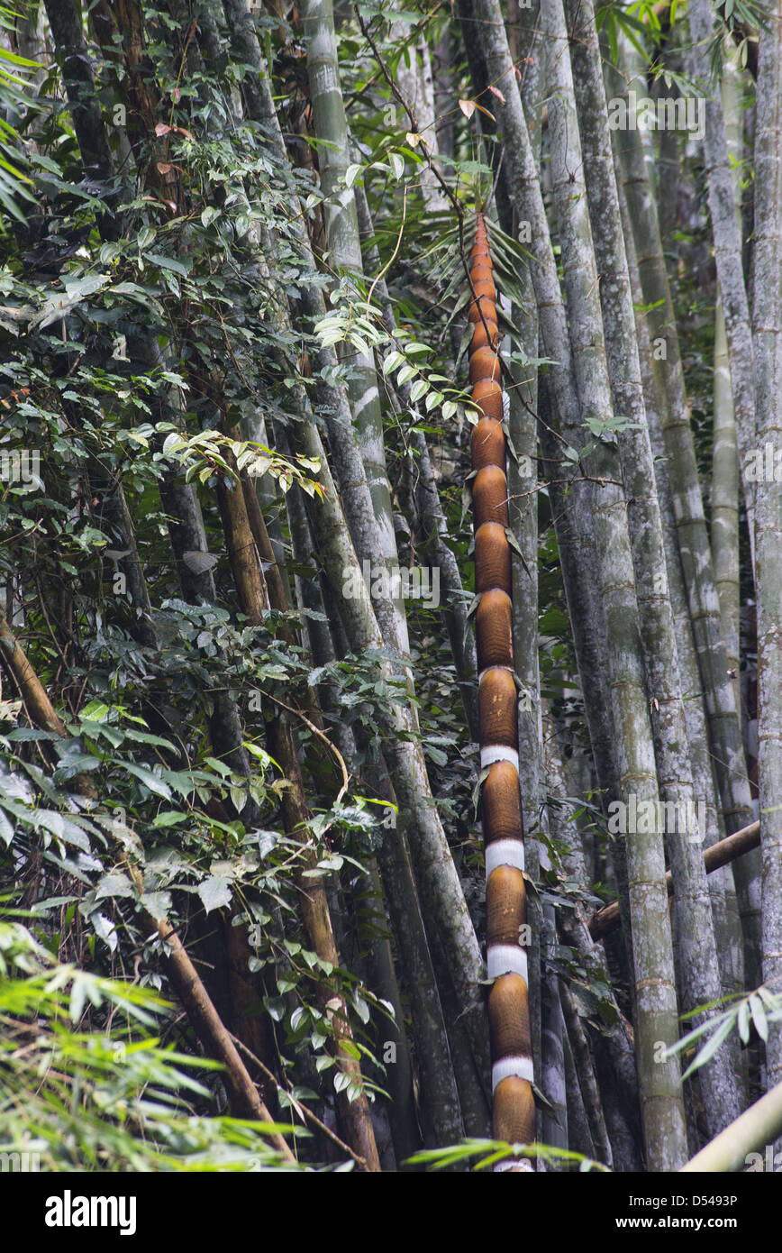 Fast growing new growth on large bamboo, The Gap, Malaysia Stock Photo ...