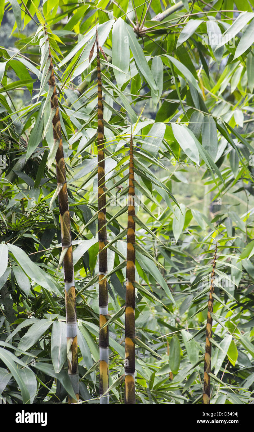 Fast growing new growth on large bamboo, The Gap, Malaysia Stock Photo ...