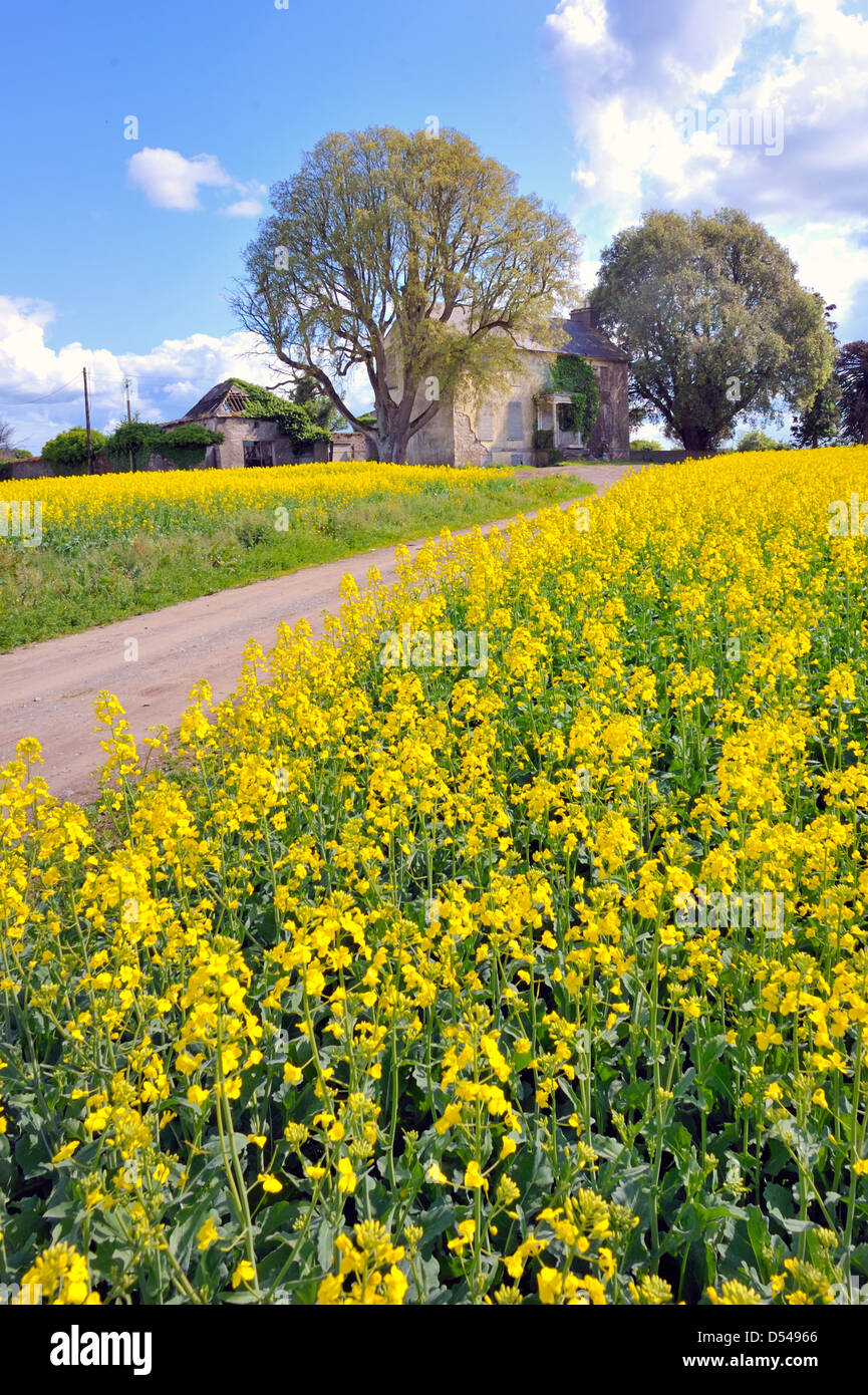 Brassica rapa spring hi-res stock photography and images - Alamy