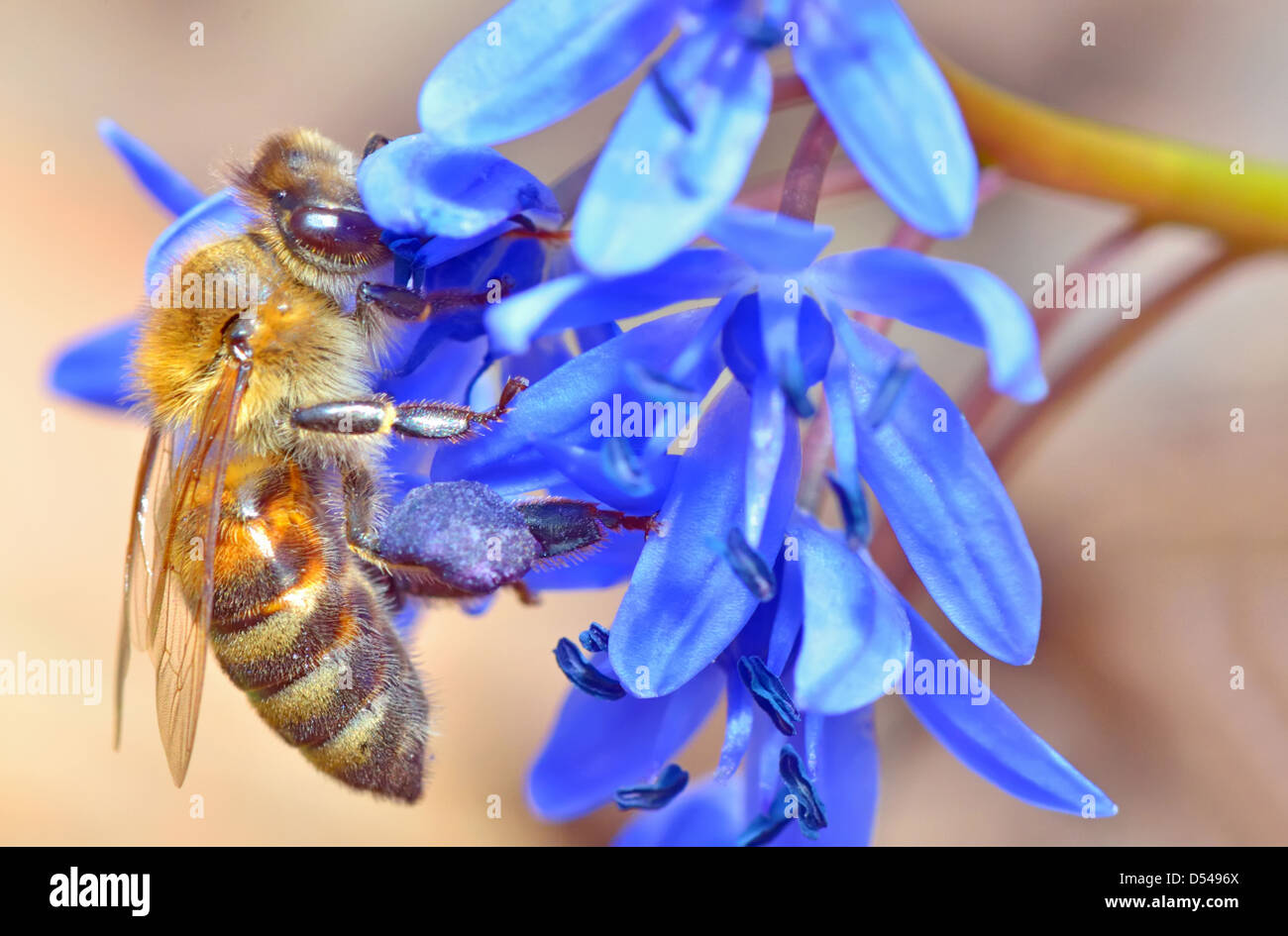bee feeding on blue flower Stock Photo - Alamy