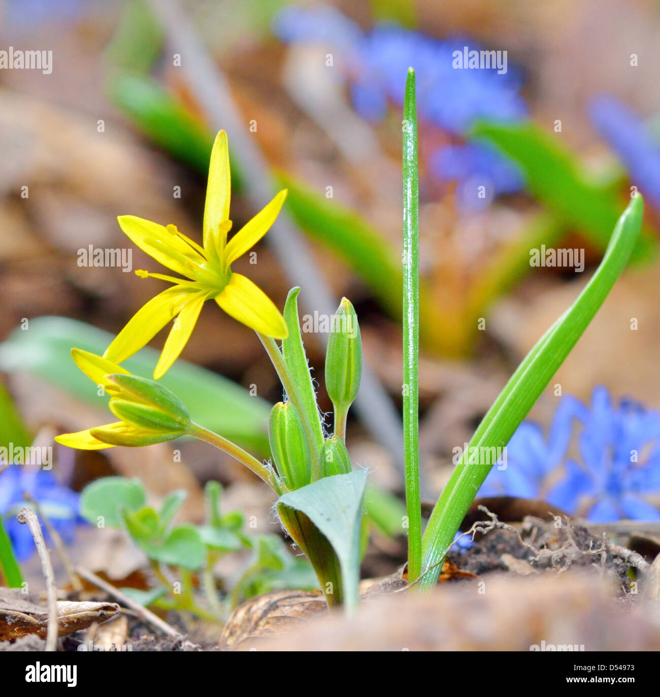 yellow spring flowers Stock Photo - Alamy