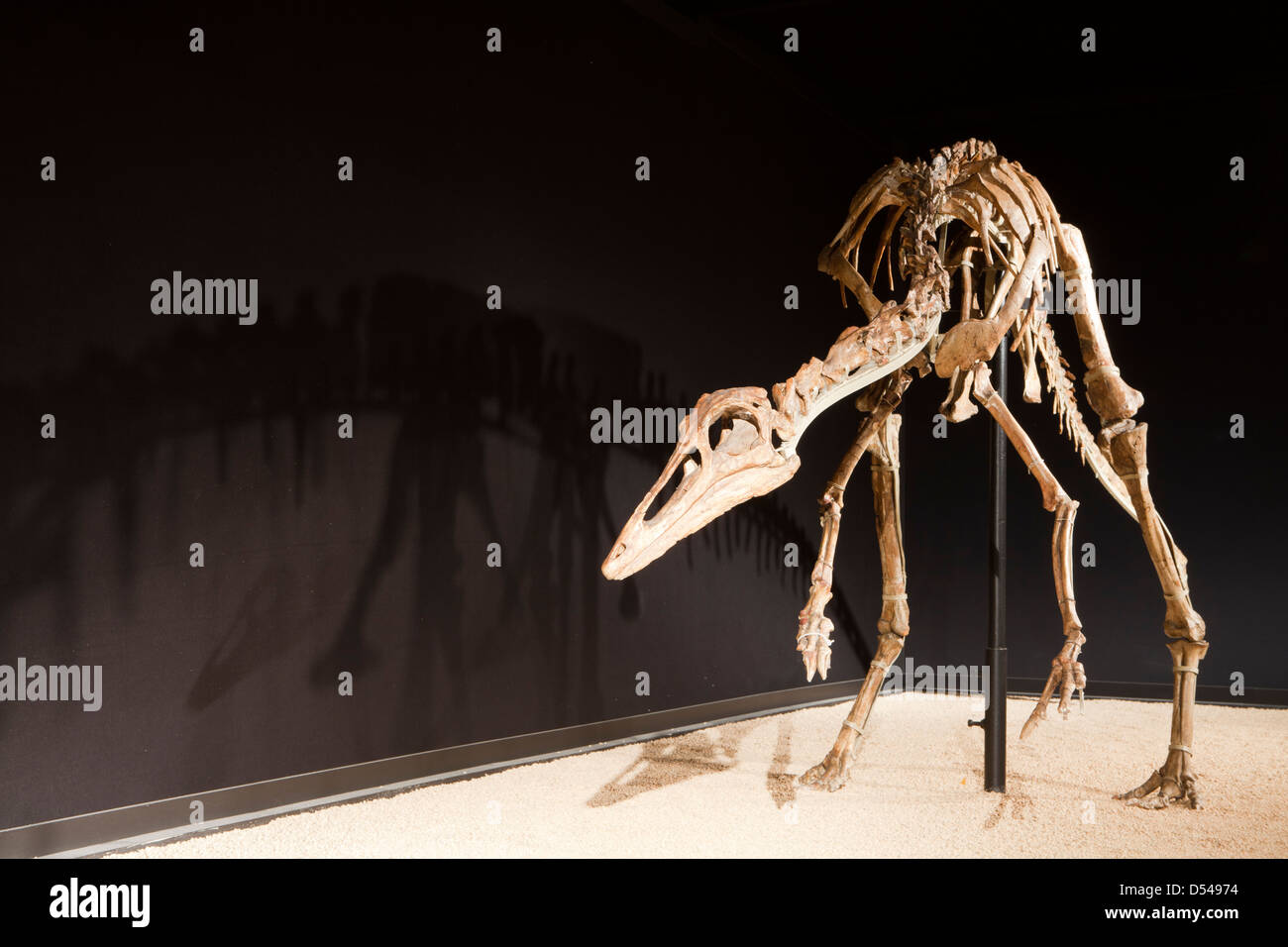 Anserimimus, Exposition of Dinosaurs from Gobi desert in Mongolia ...