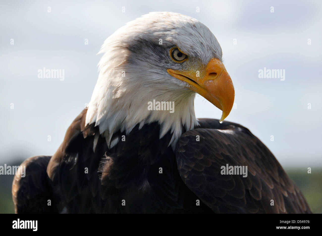 Bald eagle side view hi-res stock photography and images - Alamy