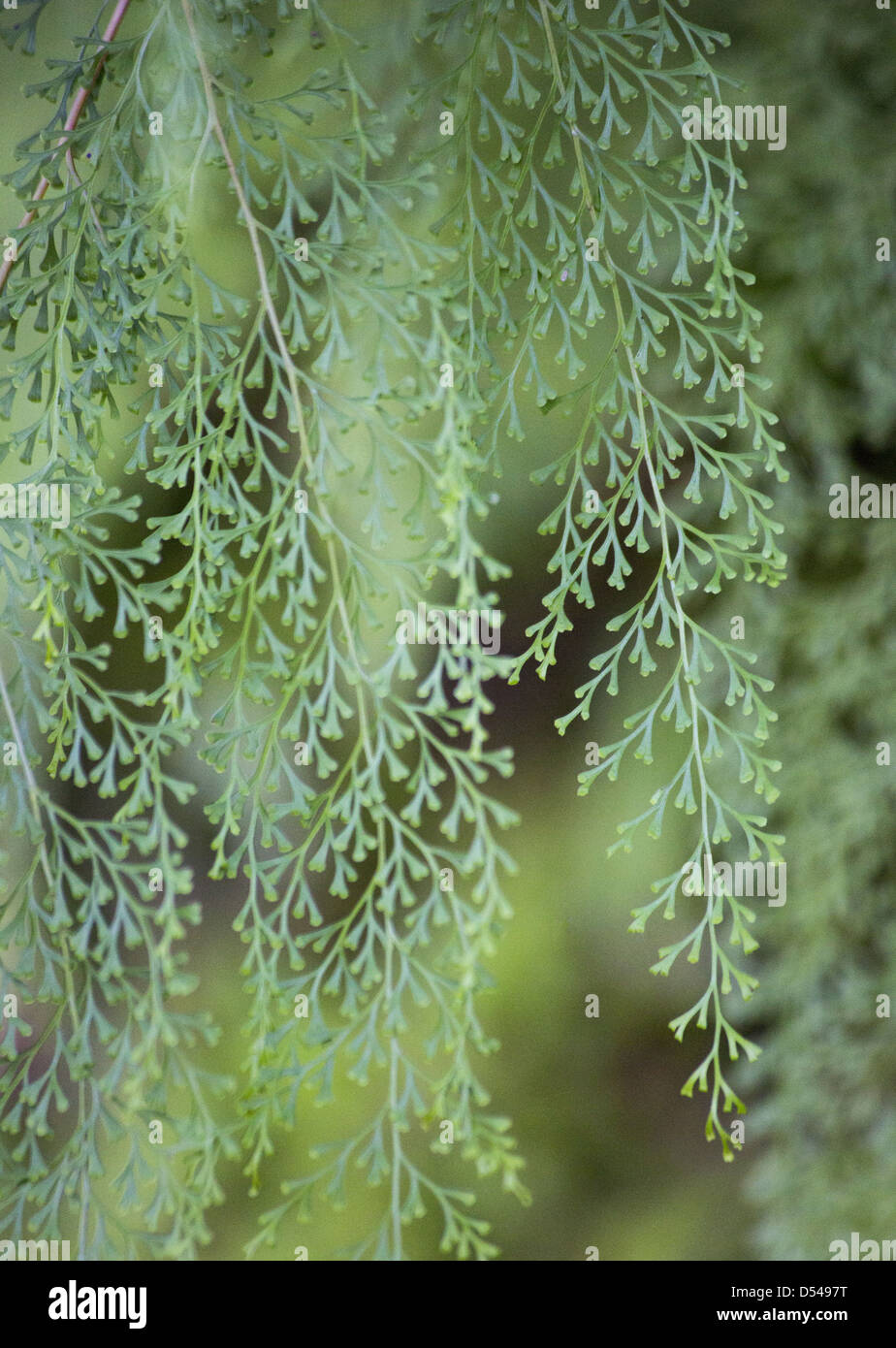 Small delicate fern growing from a roadside embankment, Fraser's Hill ...