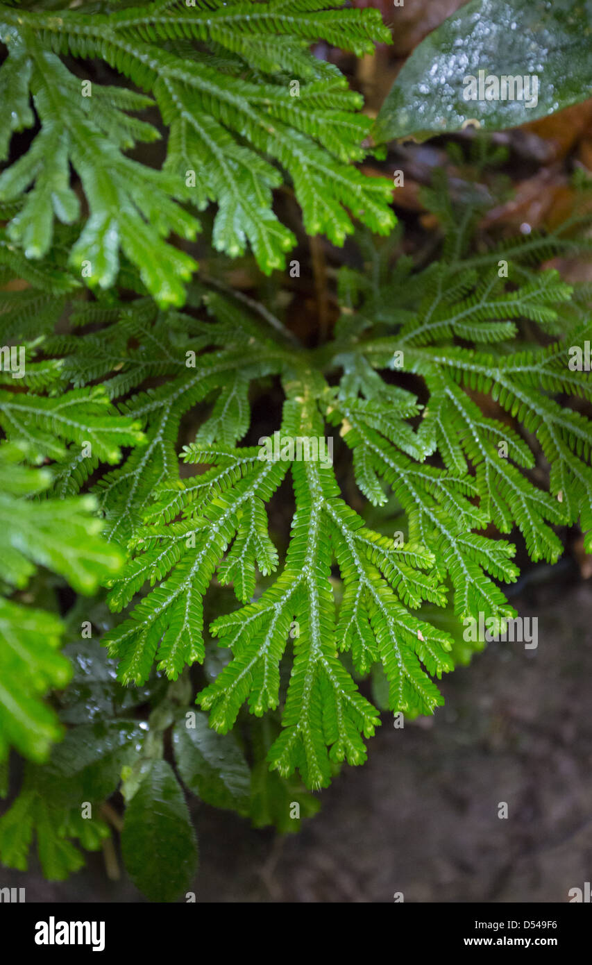 Selaginella spikemoss (also known as Peacock Fern) growing on the floor ...