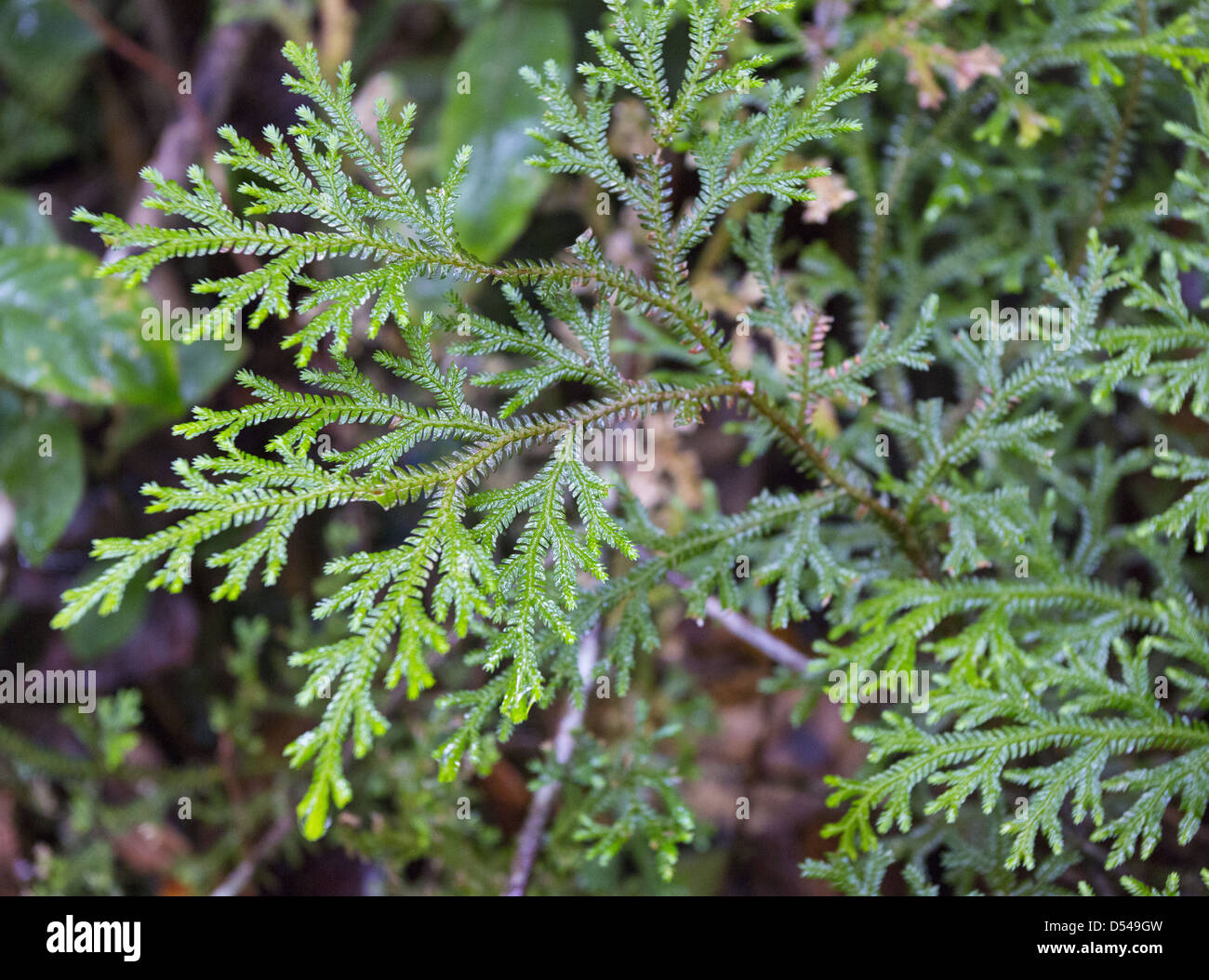 Selaginella spikemoss (also known as Peacock Fern) growing on the floor ...