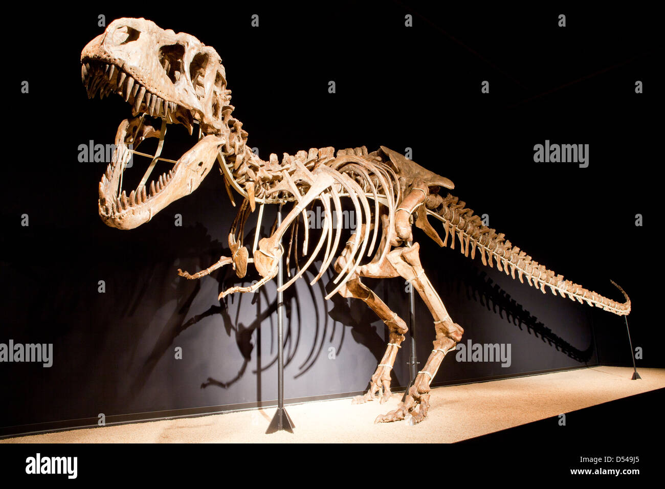 Tarbosaurus bataar, Exposition of Dinosaurs from Gobi desert in ...